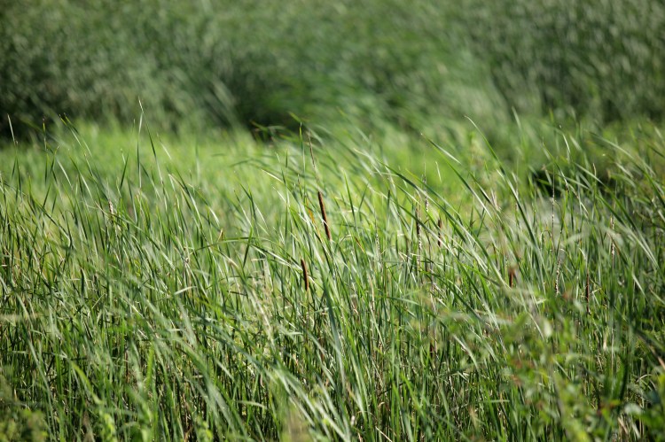 The Grass Wasn’t the Only Thing Growing – Steven Stoops — TUCOR Five ...